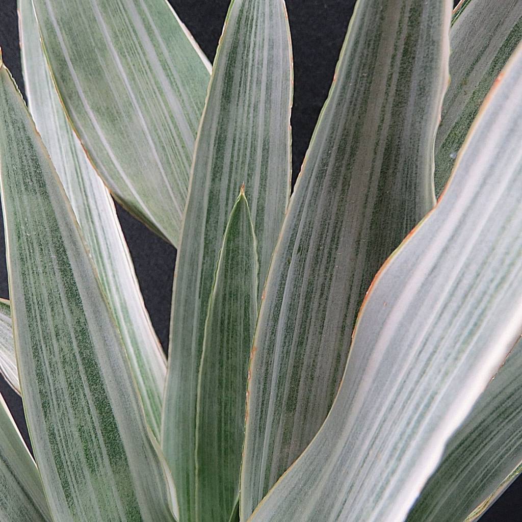 Hledám za odvoz tchýniny jazyky (sansevieria) | VšezaOdvoz